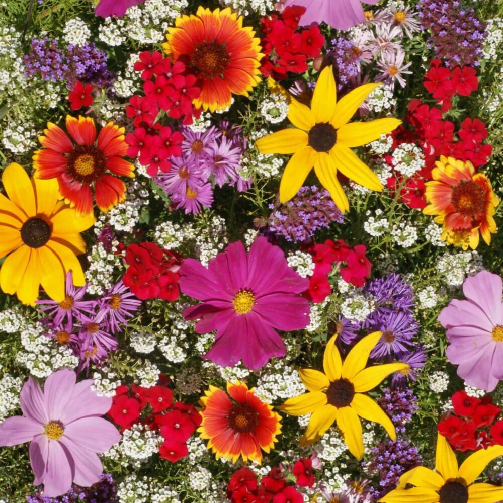 Sale - Great Basin Seed