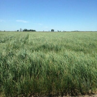 Basin Wildrye - Leymus cinerius - Great Basin Seeds