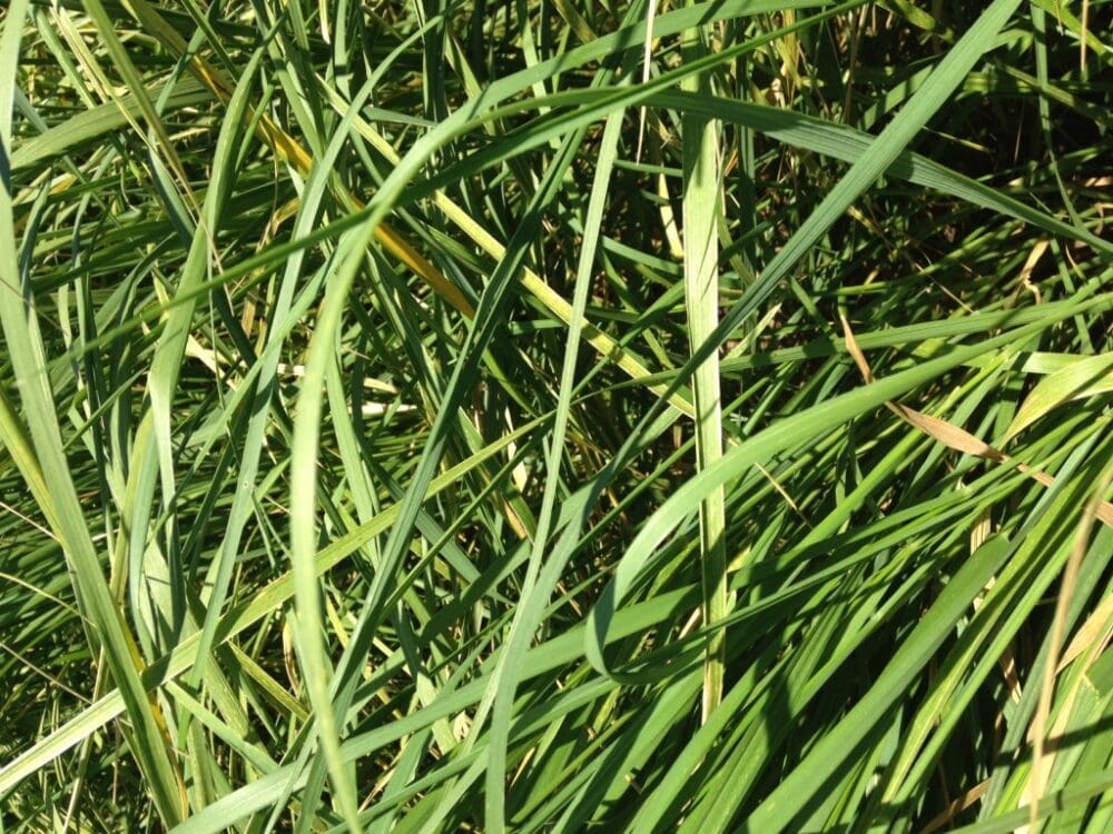 Hulk Tall Wheatgrass palatable salt and alkali tolerant grass