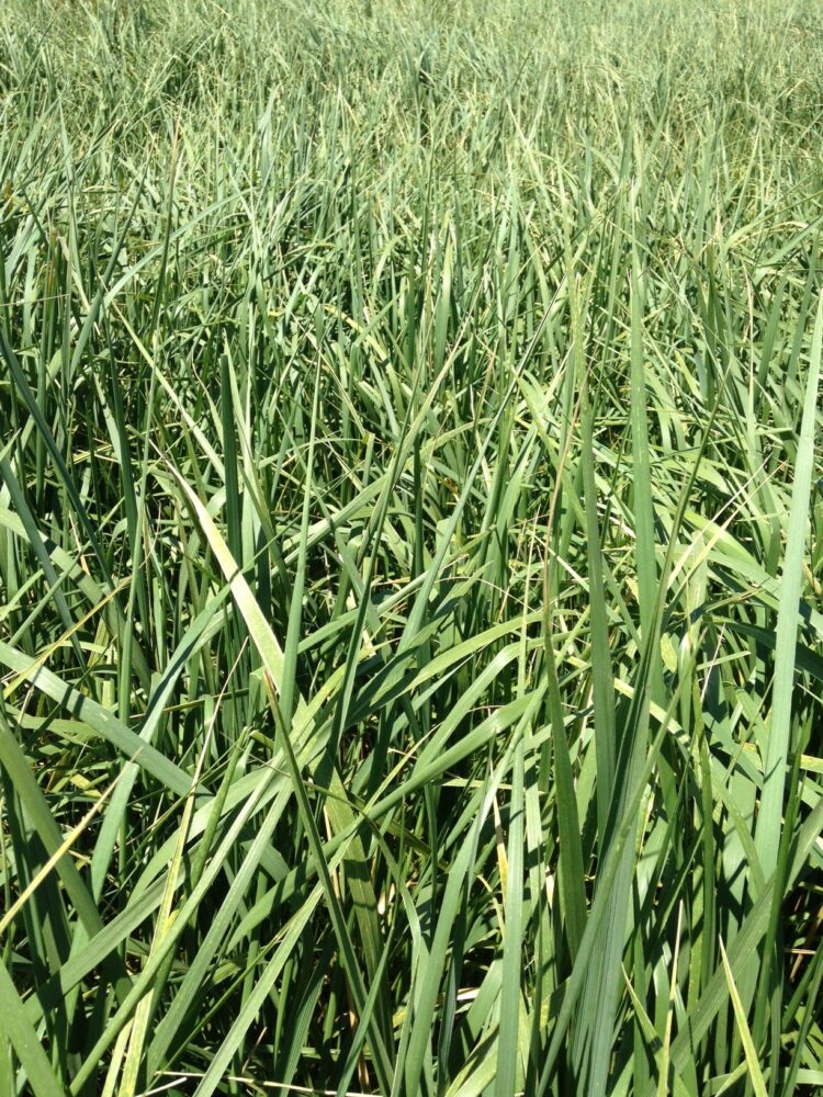 Hulk Tall Wheatgrass palatable salt and alkali tolerant grass