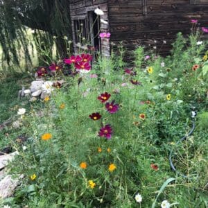 Honey Bee Flower Mix - Wildflowers for Honey Bees