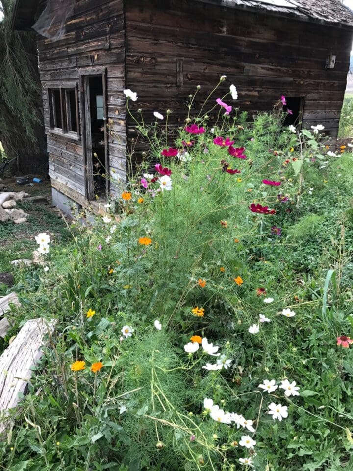 Honey Bee Flower Mix - Wildflowers for Honey Bees - Great Basin Seed