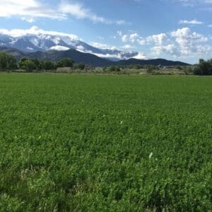 Great Basin Seed - your source for farm, ranch and range seed