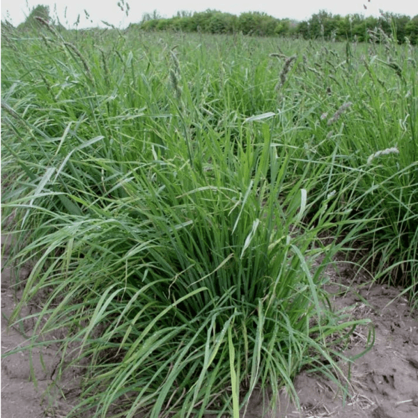 Extend Orchardgrass - Great Basin Seeds - Native Seed - Forage Seed