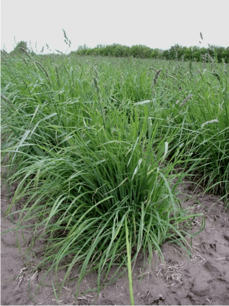 Quickdraw Orchardgrass - Great Basin Seeds