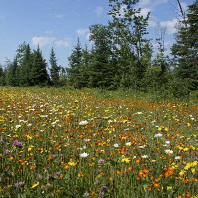 Midwest Wildflower Mix - Great Basin Seed - Wildflower Mixes