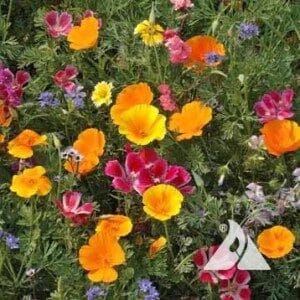 Honey Bee Flower Mix - Wildflowers for Honey Bees - Great Basin Seed
