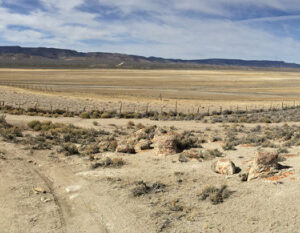 Salt & Alkali Soils Pasture Mix - Great Basin Seed - Native Seed