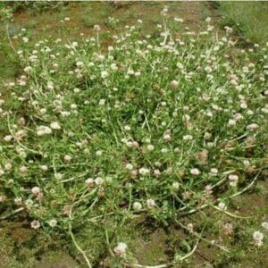 Balansa Clover - Trifolium michelianum - Great Basin Seed