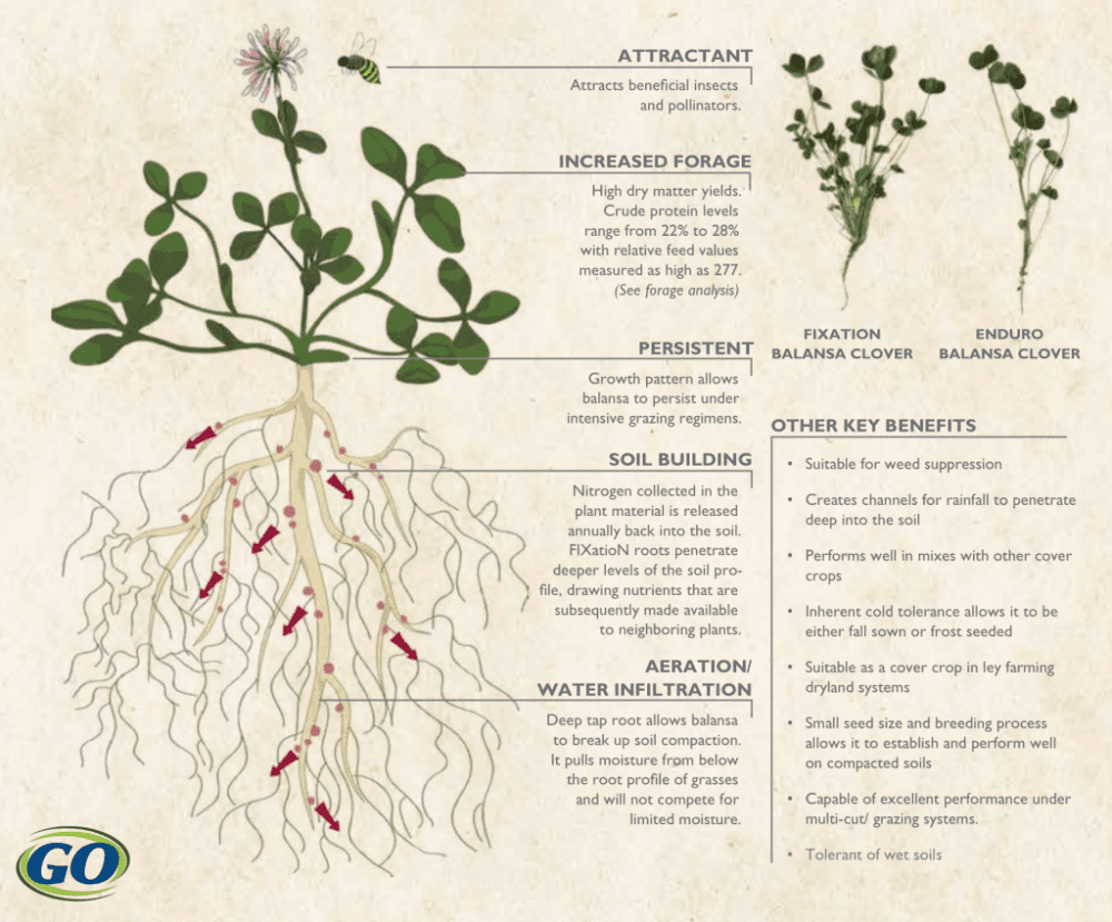 Fixation Balansa Clover - Trifolium michelianum - Great Basin Seed