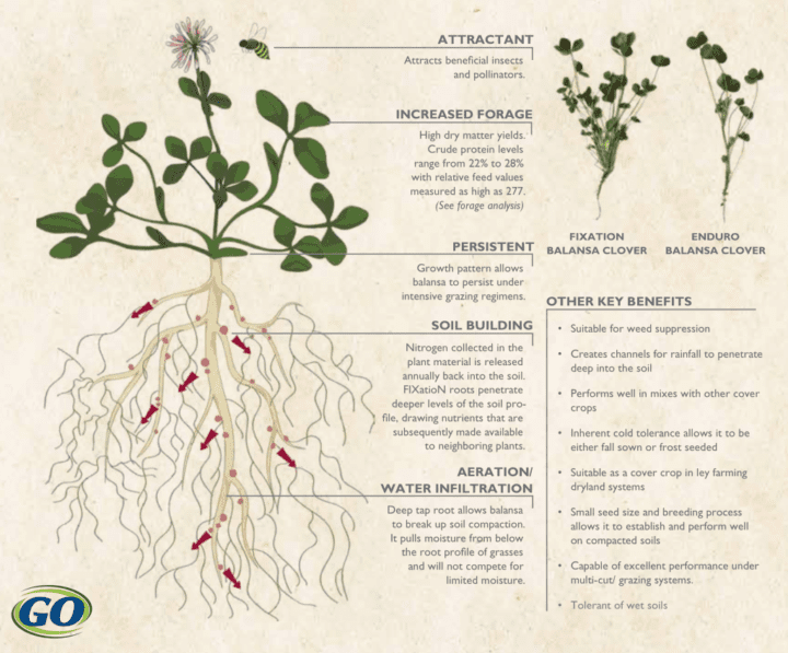 Fixation Balansa Clover - Trifolium michelianum - Great Basin Seed
