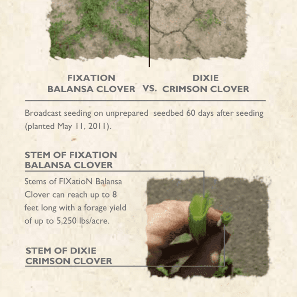 Fixation Balansa Clover - Trifolium michelianum - Great Basin Seed