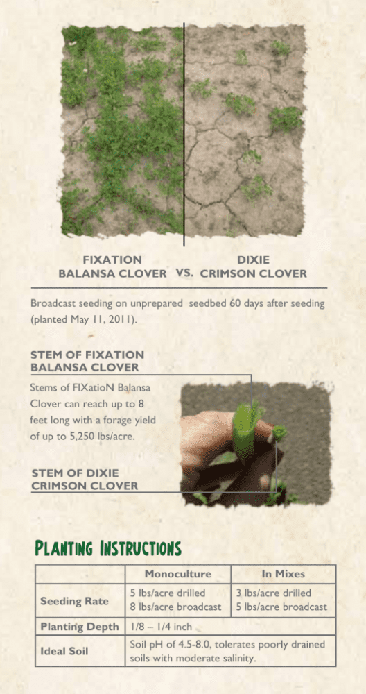 Fixation Balansa Clover - Trifolium michelianum - Great Basin Seed