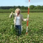Fixation Balansa Clover - Great Basin Seed - Native Seed