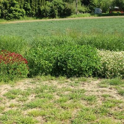 Fixation Balansa Clover - Trifolium michelianum - Great Basin Seed
