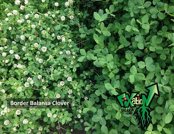 Fixation Balansa Clover - Trifolium michelianum - Great Basin Seed