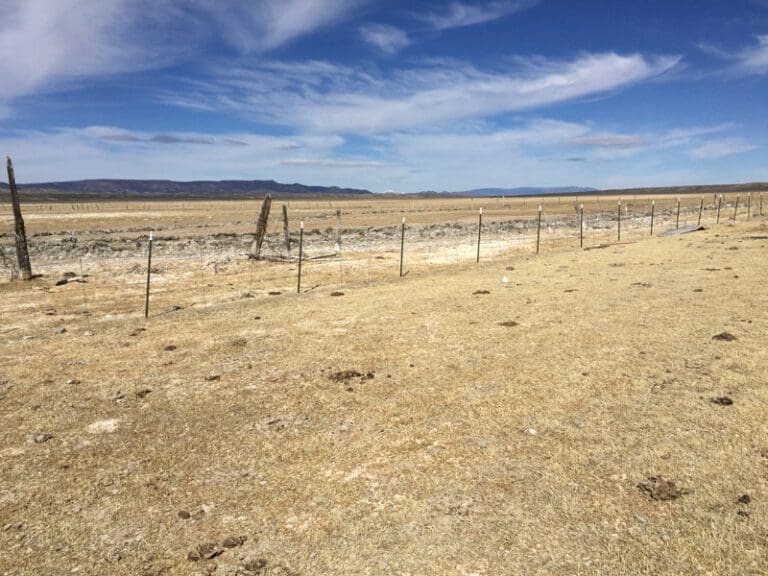 Salt & Alkali Soils Pasture Mix - Great Basin Seed - Native Seed