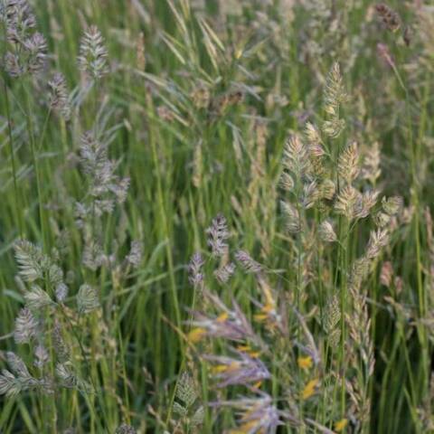 Basin Wildrye - Leymus cinerius - Great Basin Seeds