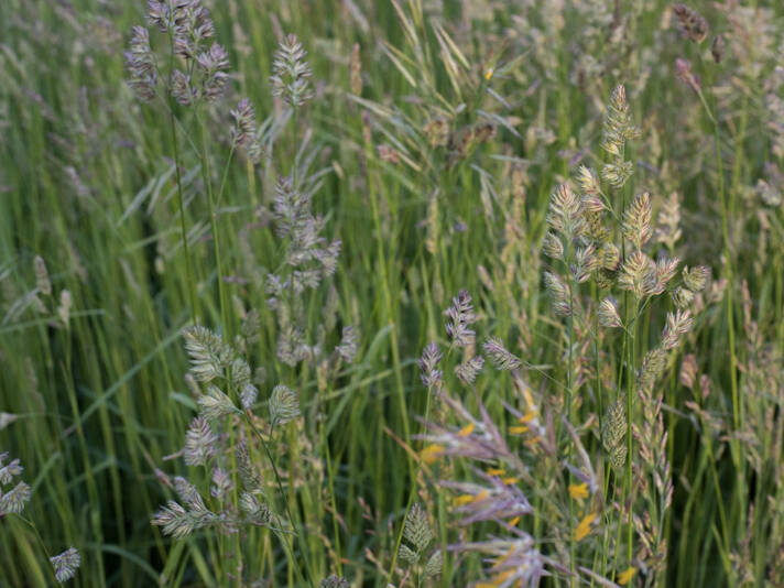 Texoka Buffalograss Buchloe Dactyloides Great Basin Seed