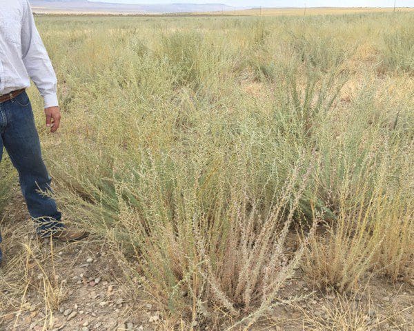 Snowstorm Forage Kochia - Bassia prostrata grisea - Great Basin
