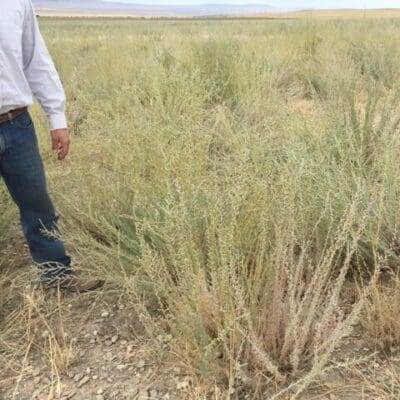 Snowstorm Forage Kochia - Bassia prostrata grisea - Great Basin