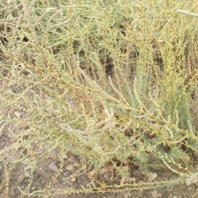 Snowstorm Forage Kochia - Bassia prostrata grisea - Great Basin