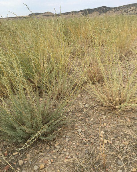 Snowstorm Forage Kochia - Bassia prostrata grisea - Great Basin