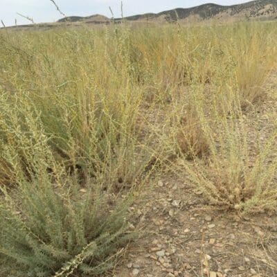 Snowstorm Forage Kochia - Bassia prostrata grisea - Great Basin