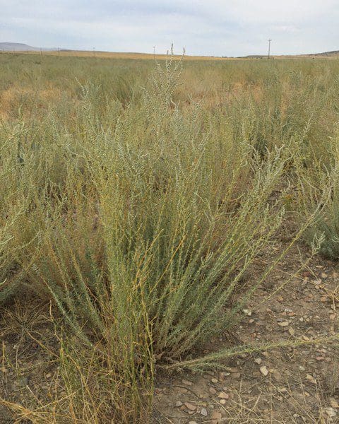 Snowstorm Forage Kochia - Bassia prostrata grisea - Great Basin