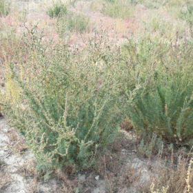 Snowstorm Forage Kochia, Bassia prostrata grisea