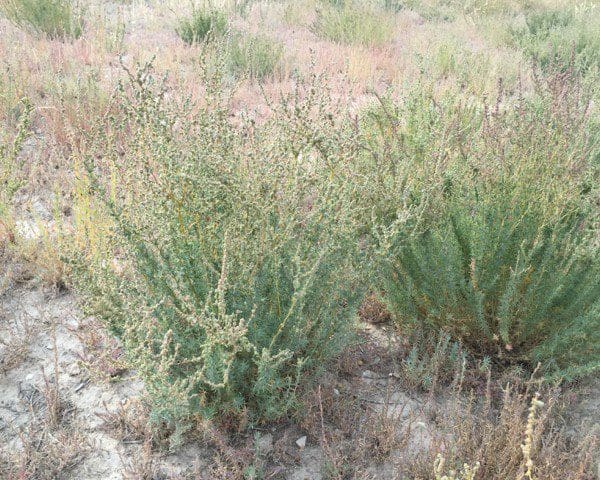 Snowstorm Forage Kochia - Bassia prostrata grisea - Great Basin
