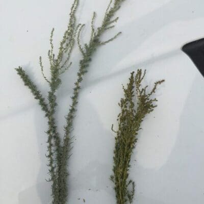 Snowstorm Forage Kochia - Bassia prostrata grisea - Great Basin