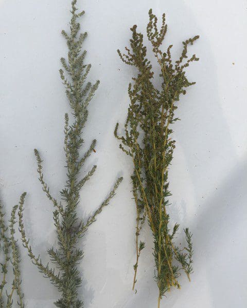 Snowstorm Forage Kochia - Bassia prostrata grisea - Great Basin
