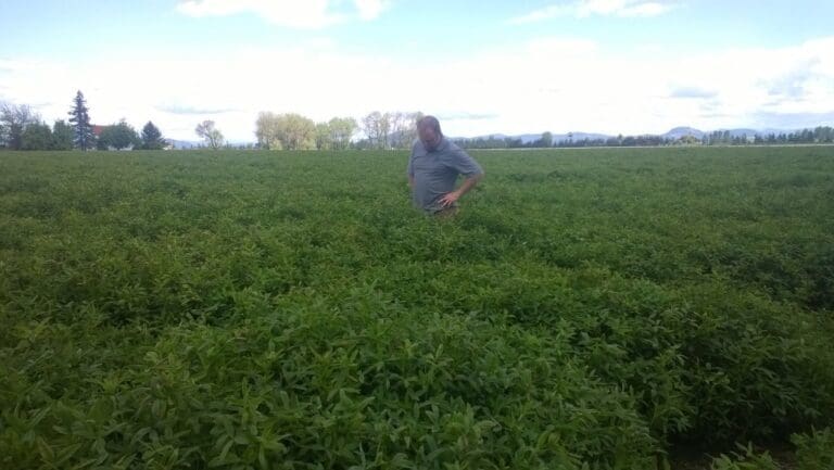 Frosty Berseem Clover - Trifolium alexandrinum - Great Basin Seed