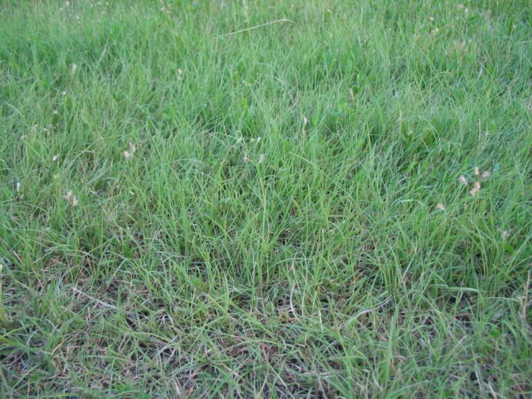 Sundancer Buffalograss - Bouteloua dactyloides - Great Basin