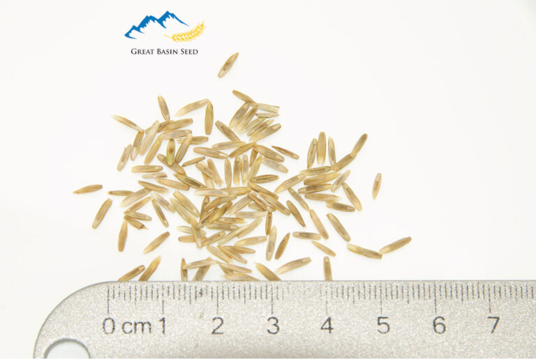 Albion Perennial Ryegrass (Lolium perenne) - Great Basin Seeds
