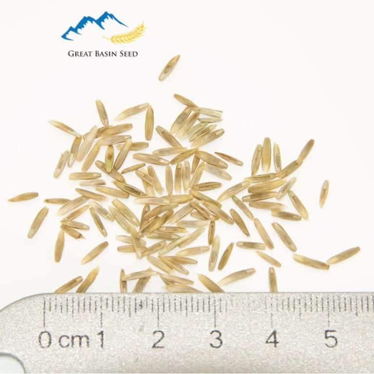 Albion Perennial Ryegrass (Lolium perenne) - Great Basin Seeds