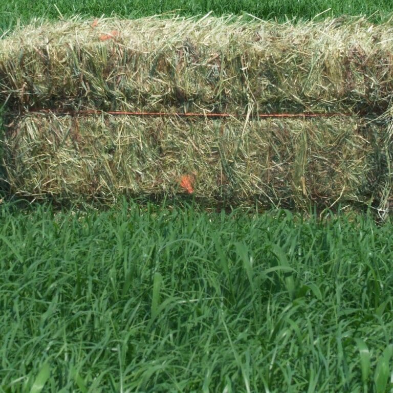 Teff Grass - Eragrostis tef - Dessie Teff - Great Basin Seed