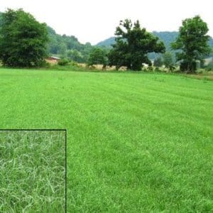 Teff Grass – Great Basin Seeds