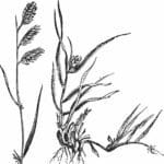 Sundancer Buffalograss - Bouteloua dactyloides - Great Basin