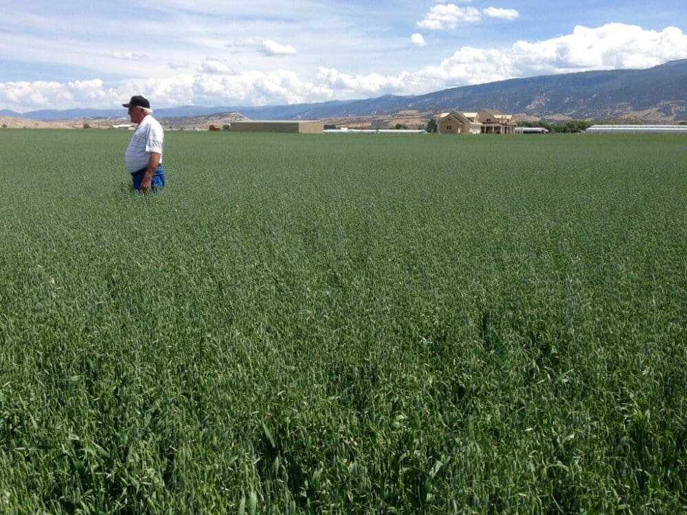 Otana Oats - Avena sativa - Great Basin Seed