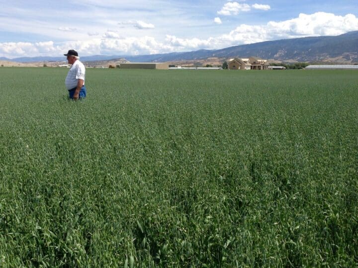 Otana Oats - Avena sativa - Great Basin Seeds