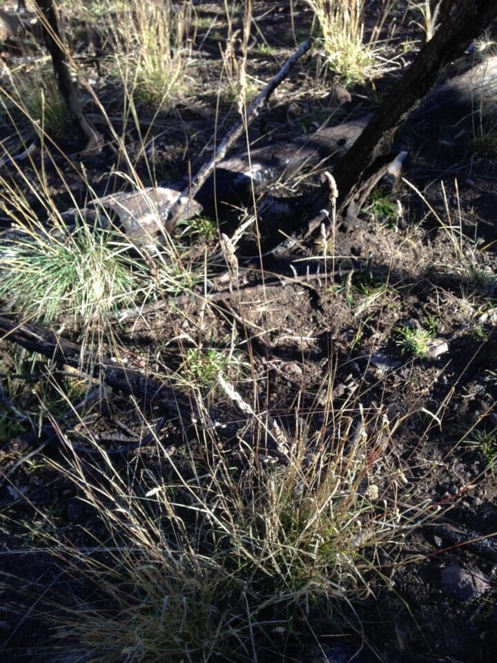 Ruidoso Wildfire Seed Mix Great Basin Seed - seed for fire restoration