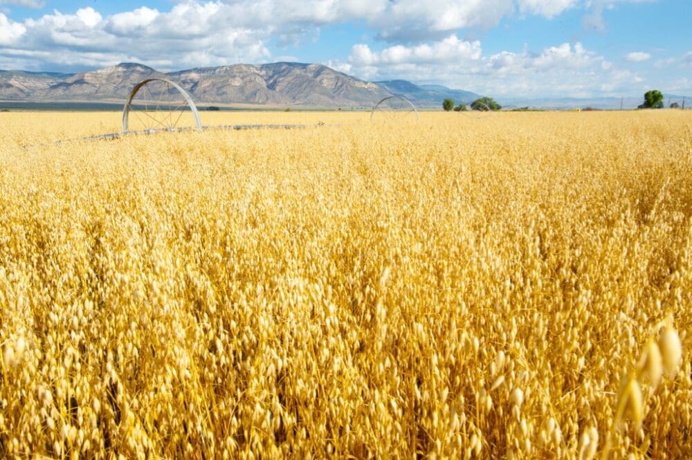 Otana Oats - Avena sativa - Great Basin Seed