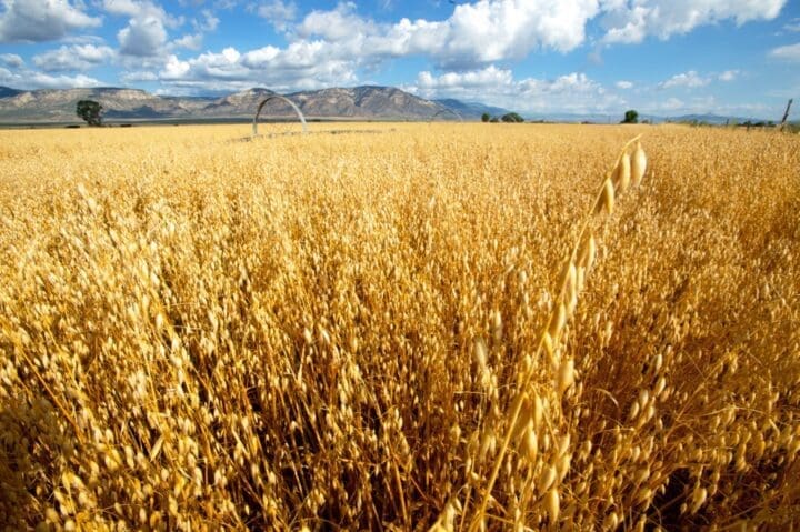 Otana Oats - Avena sativa - Great Basin Seeds