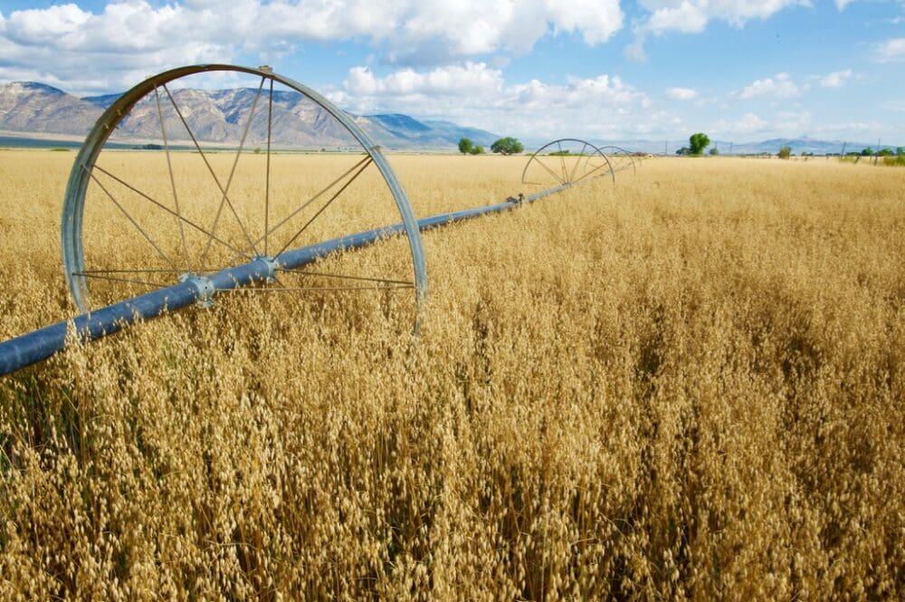 Otana Oats - Avena sativa - Great Basin Seed