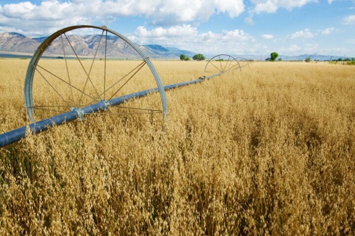 Otana Oats - Avena sativa - Great Basin Seeds