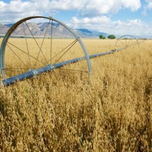 Otana Oats - Avena sativa - Great Basin Seed