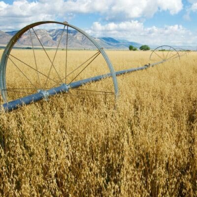 Otana Oats - Avena sativa - Great Basin Seed