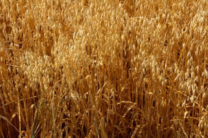 Otana Oats - Avena sativa - Great Basin Seeds